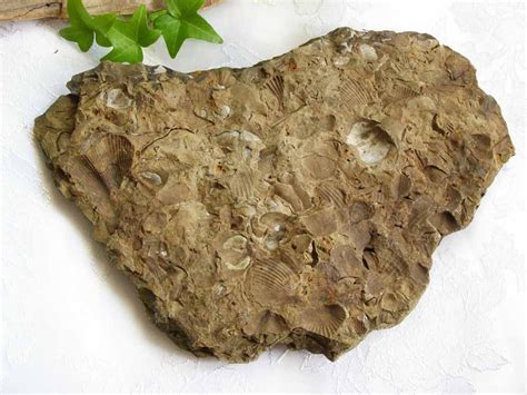 Fossil Stone Rock Sea Shell Fossil Rock Etsy