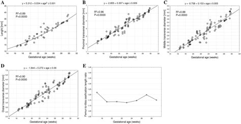 Regression Lines For Length A Proximal B Middle C And Distal Download Scientific