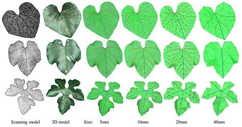 Frontiers A Leaf Modeling And Multi Scale Remeshing Method For Visual