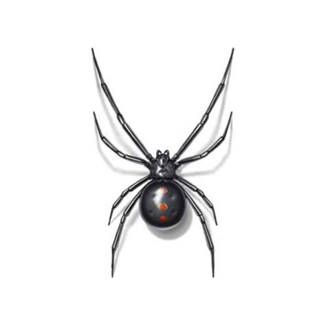 Black Widow Spider Identification Black Widow Spiders In Central Virginia