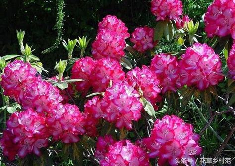 石楠杜鵑花的種植與養護 每日頭條