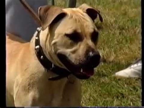 Documental Pitbull Il Cane Killer Youtube