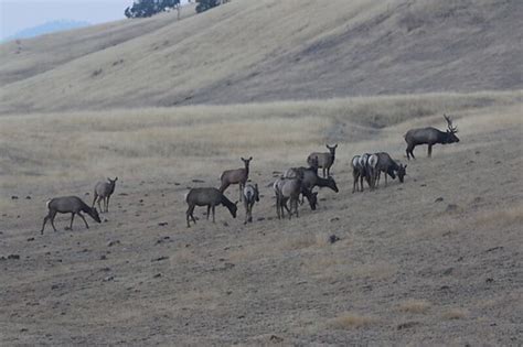 Colusa And Lake Counties Tule Elk Mammalian Ecology And Conservation Unit