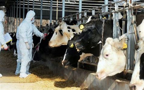 Дорнод аймагт үхрийн арьс товруутах өвчин гарч 1500 үхрийг устгалд оруулжээ