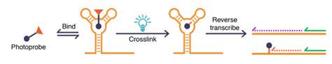 A Bright New Method To Survey Rna Small Molecule Interactions Chembites