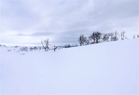 경사면에 있는 나무의 풍경 흰 눈으로 덮인 땅 아래 Ilex 침엽수 단풍 풍경 설경 메리 크리스마스 계절 인사 0명에 대한 스톡