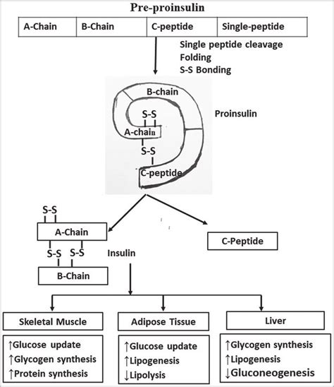 Structure And Function Of Insulin [modified From Maitra [17] ] Download Scientific Diagram