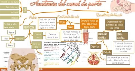 Ginecología Y Obstetricia Uas Grupo 5 Anatomía Del Canal De Parto