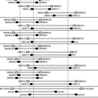 Schematic Pictures Showing Primer Binding Positions On HIV Templates Download Scientific