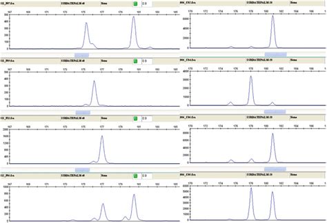 Electropherograms Of Four Date Palm Samples Representing Four Cultivars