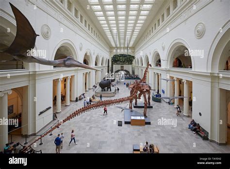The Main Hall Of The Field Museum Of Natural History Chicago Illinois United States Stock