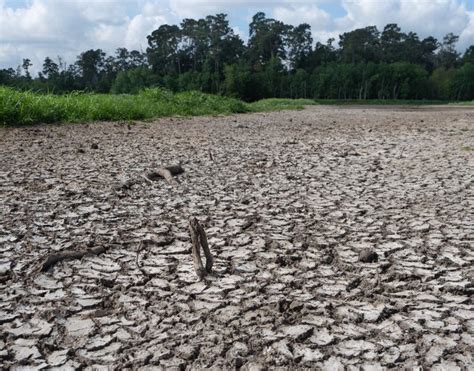 Low Angle View Of Cracked Earth With Tree Stump In Foreground And Trees
