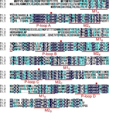 Sequence Alignment Of Achkt11 And Achkt12 With Its Homologs In Other