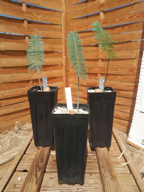 Dioon Tomasellii Cycadales