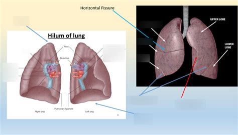 Lung Diagram Quizlet
