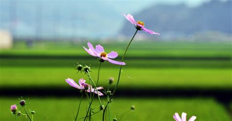가을을 알리는 코스모스