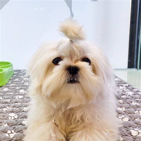 말티즈 티짱이 토이브리티쉬숏헤어입양 토이스코티쉬폴드입양 토이러시안블루입양 토이강아지입양 토이고양이입양 오드아이먼치킨무료분양 오드아이랙돌무료분양 오드아이브리티쉬숏헤어무료분양