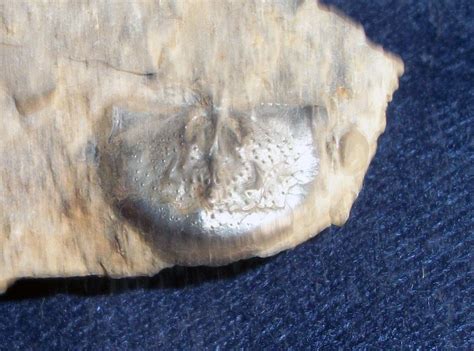 Shell Fossil ID The Fossil Forum