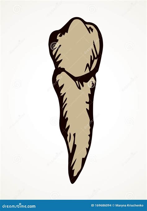 The Layout Of Tooth Vector Drawing Stock Vector Illustration Of