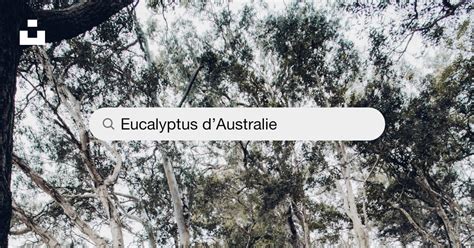 Eucalyptus Australien Photos Télécharger Des Images Gratuites Sur
