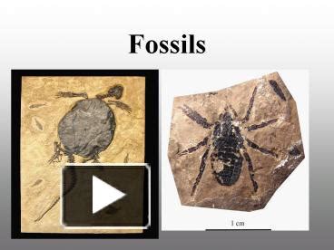 PPT Fossils PowerPoint Presentation Free To View Id 71163e YTdkN