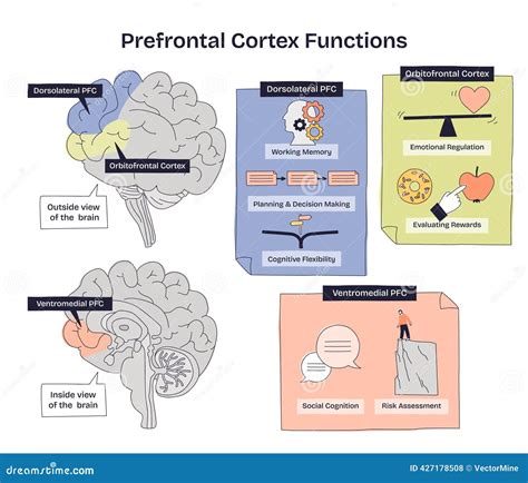 Diagram Prefrontal Cortex Function