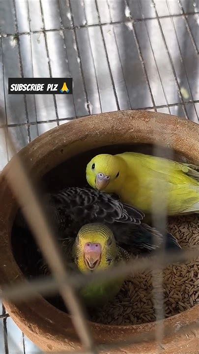 এদের মা পাখিটা কালকে সকালে খাচা থেকে বের হয়ে চলে গেছে 😶‍🌫️🥹 Youtube