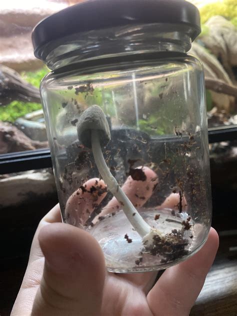 Naturally Occurring In My Leopard Gecko Setup Rbioactive