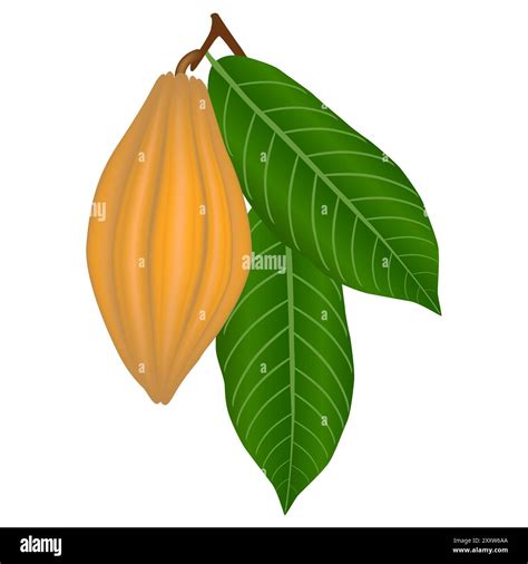 Cocoa Drawing Hi Res Stock Photography And Images Alamy