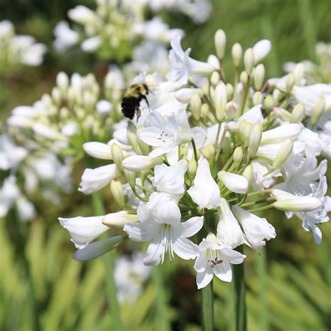 Agapanthus Africanus Lily Of The Nile