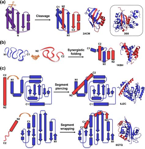 Heterodimeric Protein Entangling Motifs Systematic Discovery Feature