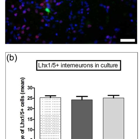 Examination Of The Effect Of Astrocyte Conditioned Media On Download Scientific Diagram