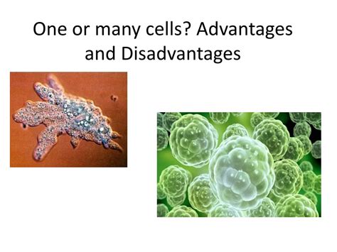 PPT One Or Many Cells Advantages And Disadvantages PowerPoint Presentation ID