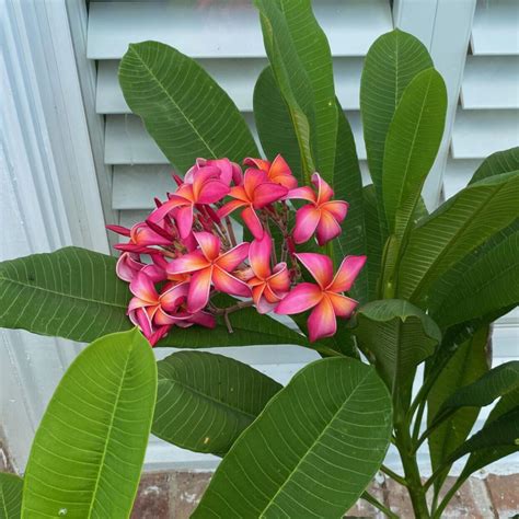 Shutterbugs Shutterbugs