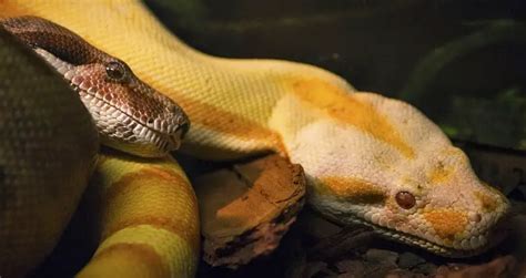 Boa Constrictor Morphs 19 Morph List Pictures And Descriptions