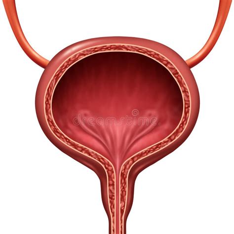 Human Urinary Bladder Stock Illustration Illustration Of Biology