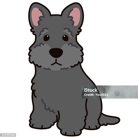 간단하고 사랑스러운 스코틀랜드 테리어 일러스트 레이 션이 정면에 앉아 있습니다 개에 대한 스톡 벡터 아트 및 기타 이미지 개