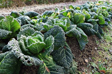 Heres The Perfect Timing For Planting The 5 Most Common Cabbage Types
