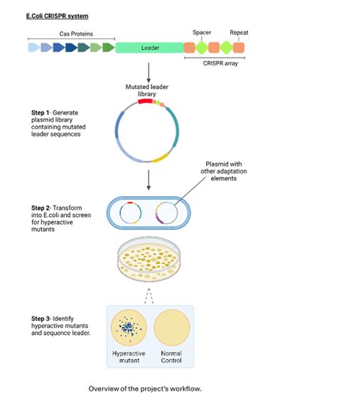 Project Overview Revealing The Importance Of The Crispr Leader Sequence For Regulating Adaptation