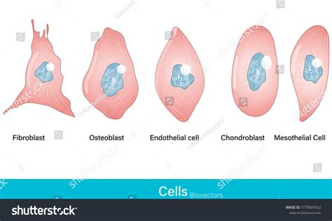 Endothelial Cells Over 186 Royalty Free Licensable Stock Vectors And Vector Art Shutterstock