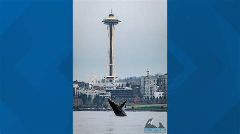 Whale Breaches Water In Front Of Space Needle In Seattle