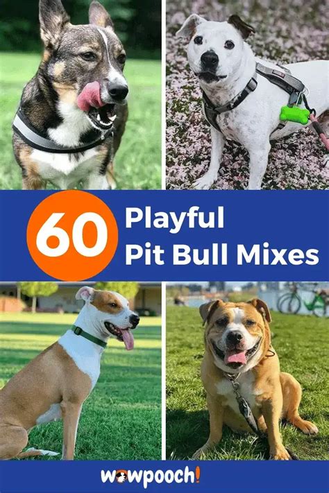 35 Playful Pit Bull Mixes A Guide To Finding The Pawfect Pitbull Mix