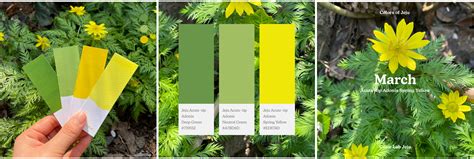 3월의 색 봄의 전령 세복수초 Tutti Colori 뚜띠콜로리