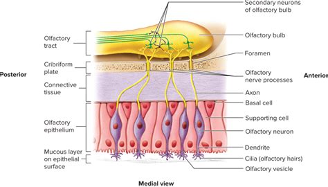 Olfactory Nerve Diagram Quizlet