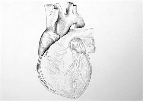 Cool Human Heart Drawings How To Draw A Human Heart An Easy