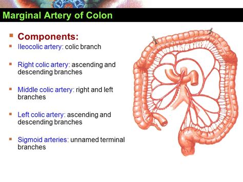 Marginal Artery Colon