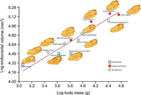 reduced major axis regression log body mass versus log endocranial