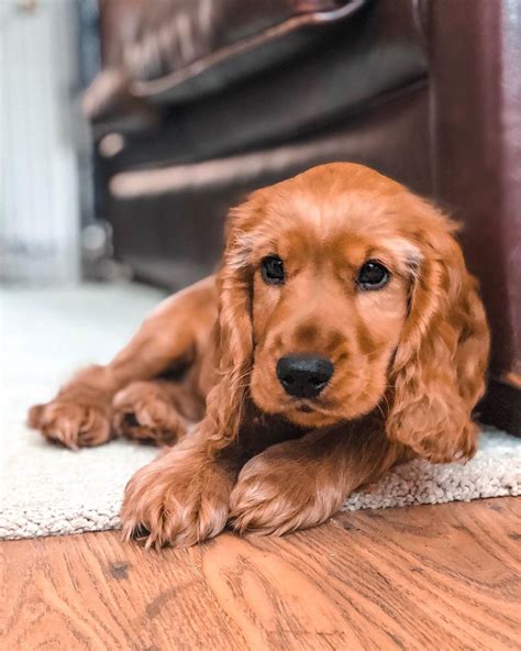 Golden English Cocker Spaniel