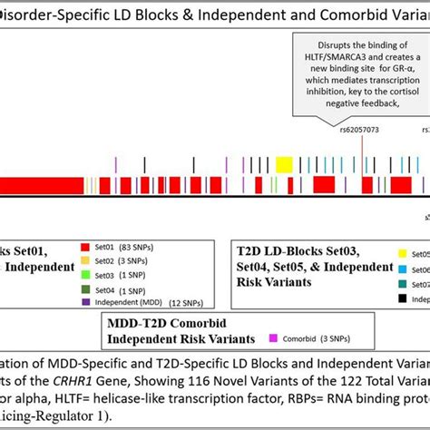 Schematic Representation Of Mdd Specific And T2d Specific Ld Blocks And