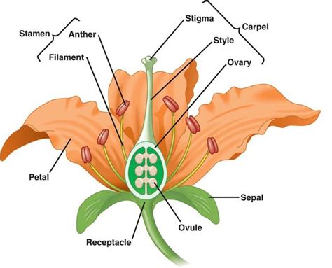 Generalized Dicot Flower Diagram Diagram Quizlet